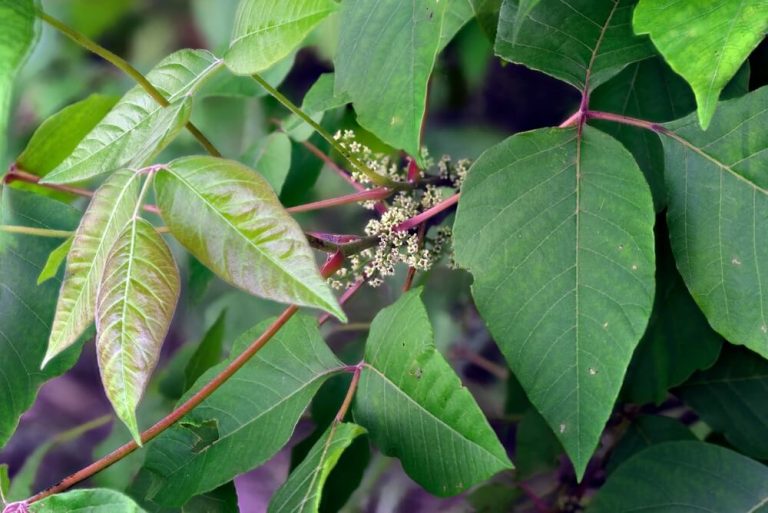 What Does Poison Ivy Look Like? Identification and Rash Stages | Findmykids