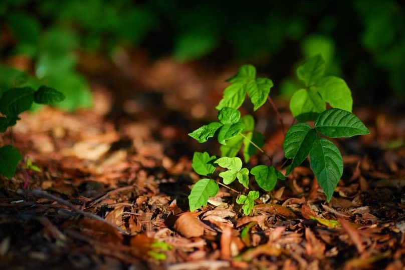 What Does Poison Ivy Look Like? Identification and Rash Stages | Findmykids