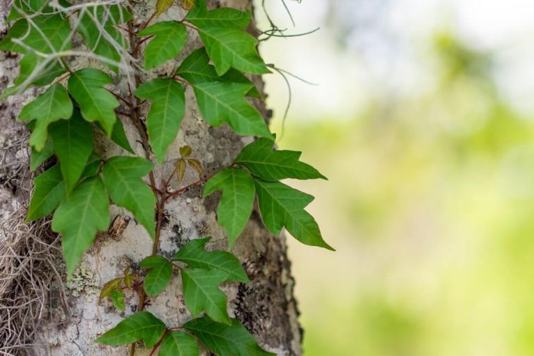 What Does Poison Ivy Look Like? Identification and Rash Stages | Findmykids