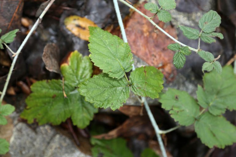 What Does Poison Ivy Look Like? Identification and Rash Stages | Findmykids