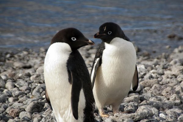 Pebbling Meaning: A Guide to This Unique Term. What Pebbling Means and ...