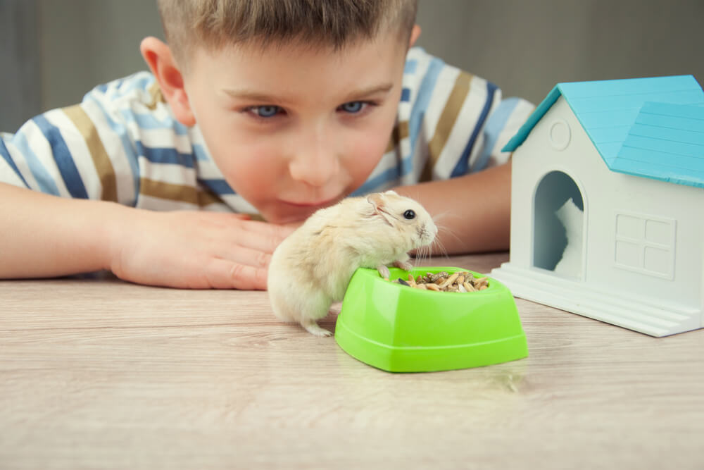 Best Pets for Kids: Easy, Fun, and Low-Maintenance Choices | Findmykids