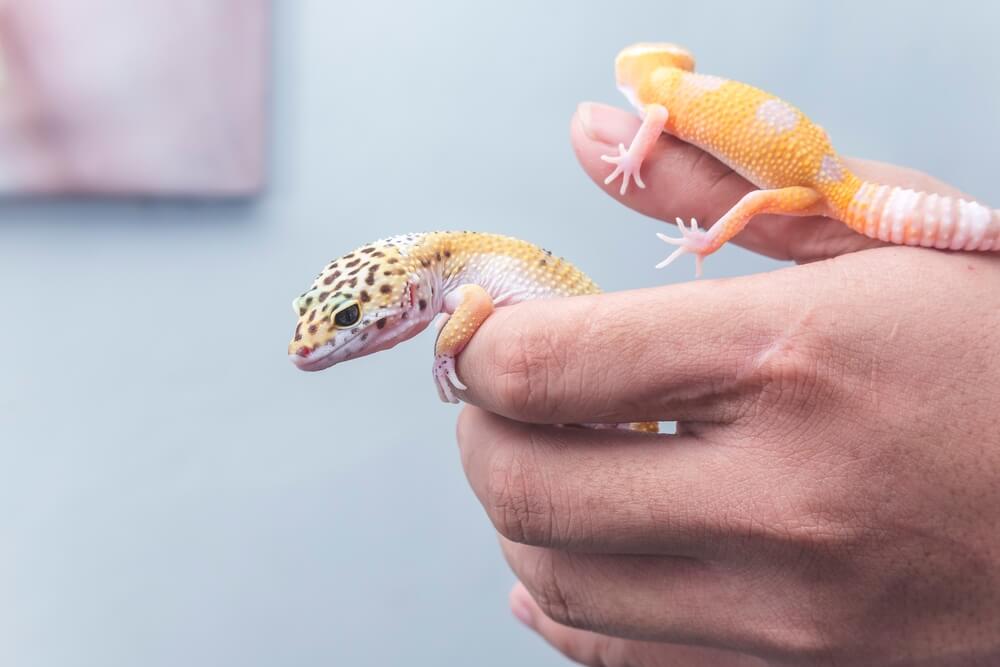 Best Pets for Kids: Easy, Fun, and Low-Maintenance Choices | Findmykids